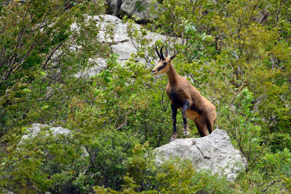 Velebit Mountains - Rewilding Velebit